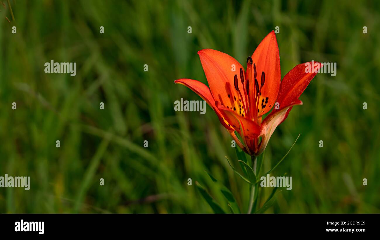 The Wood Lily blooming in the Tall Grass Prairie near Tolstoi, Manitoba ...