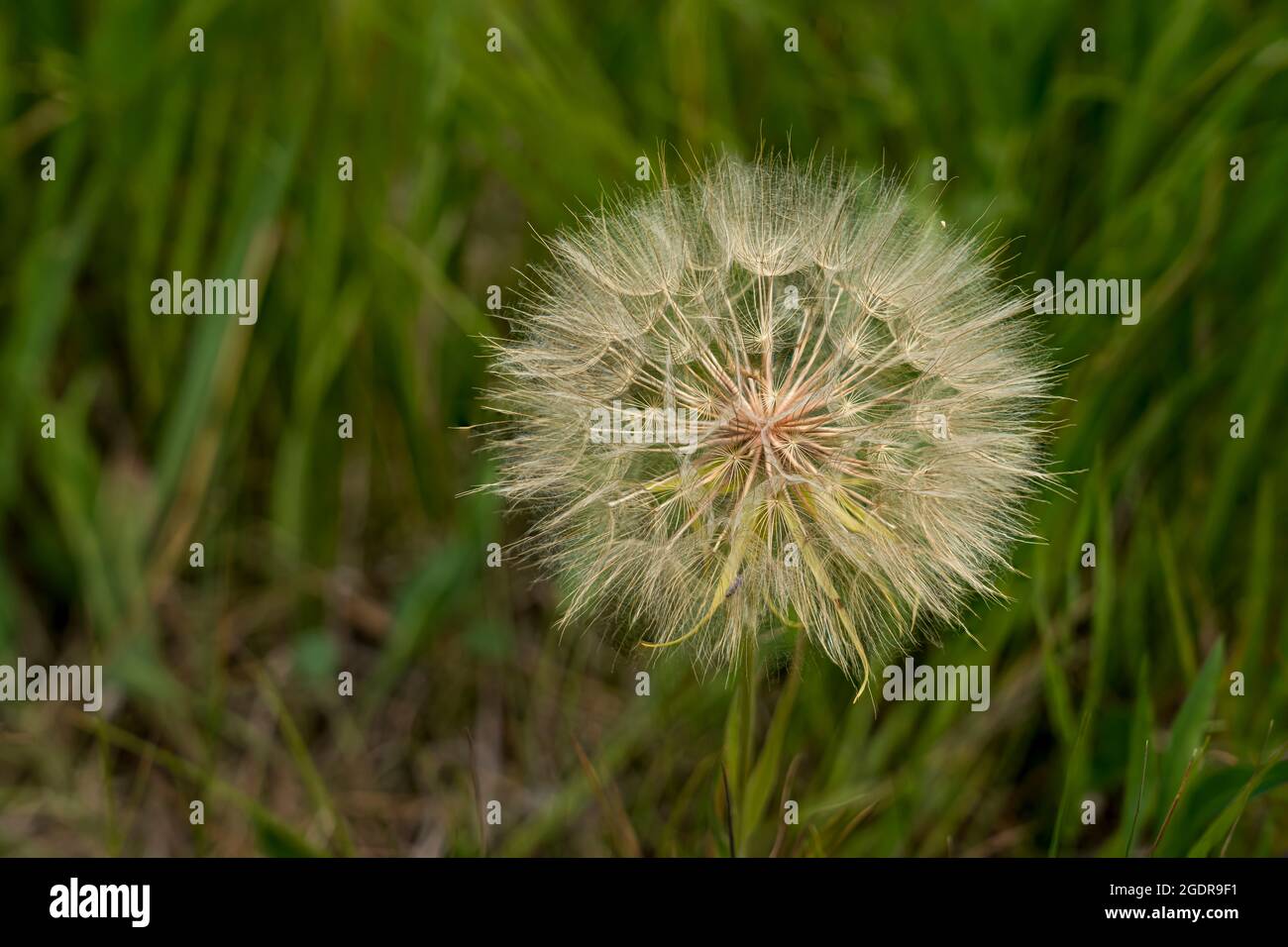 Grass seed pod hi-res stock photography and images - Alamy