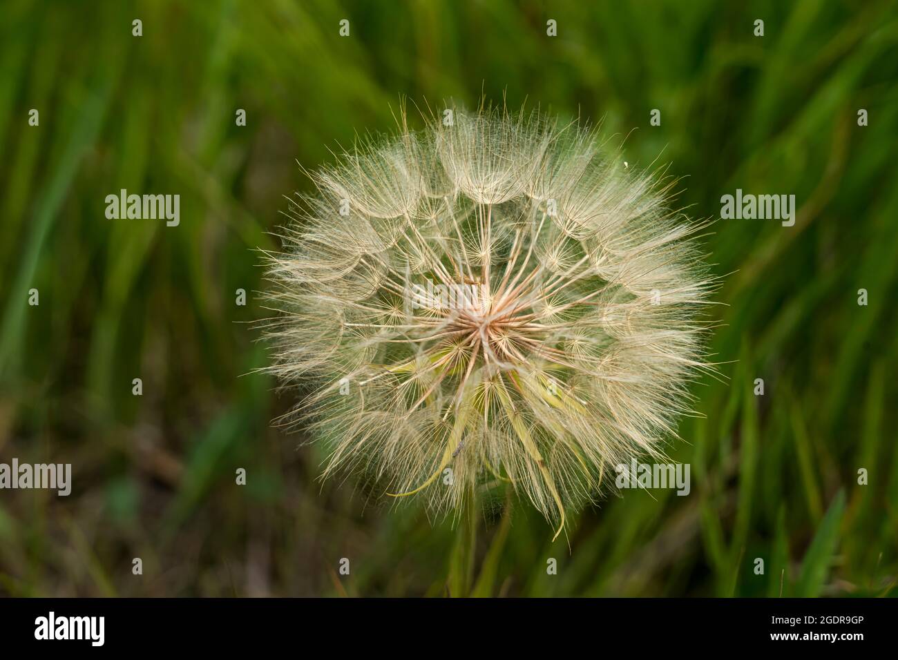 Prairie grass seeds hi-res stock photography and images - Alamy