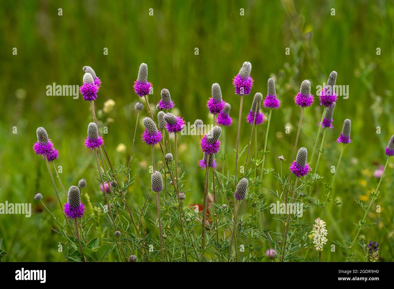 Purple prairie clover blooming in the Tall Grass Prairie near Tolstoi ...