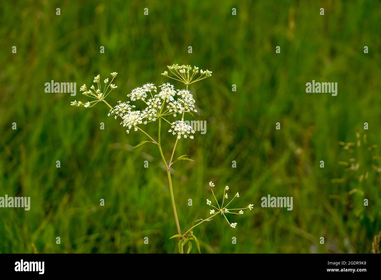 Poison hemlock hi-res stock photography and images - Alamy