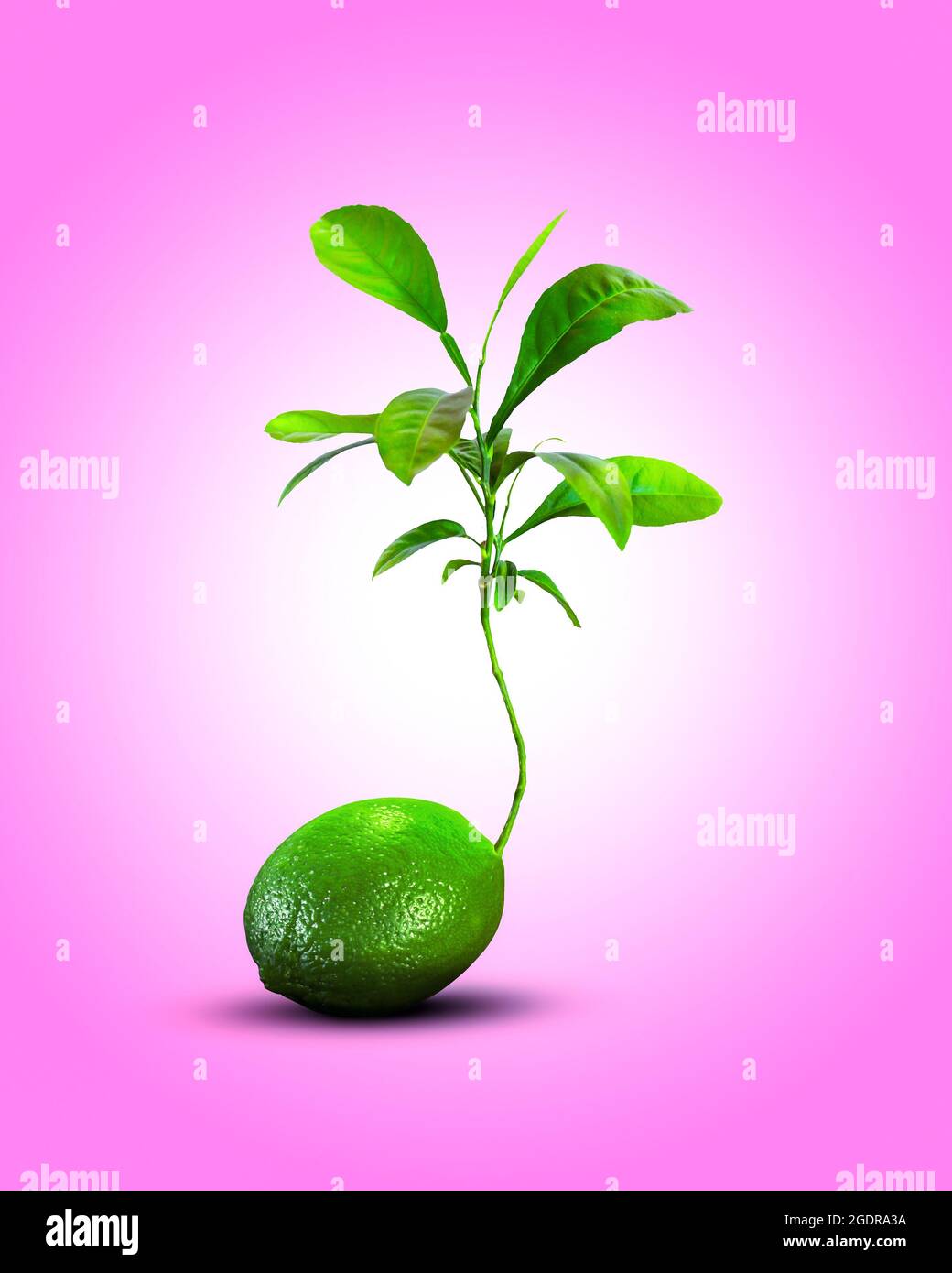 Lime seedling, young lime plant growing directly from fruit Stock Photo ...