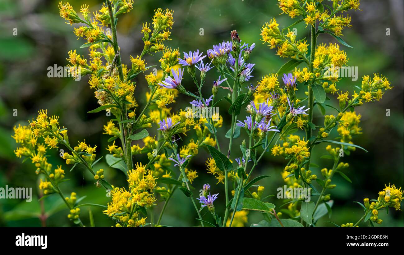 Goldenrod and Aster wildflowers in Riding Mountain National Park ...