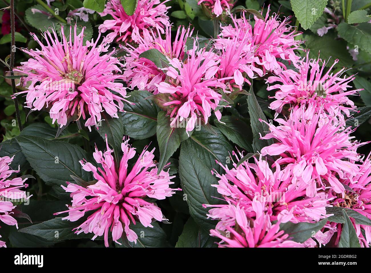 Balmy pink’ monarda hi-res stock photography and images - Alamy