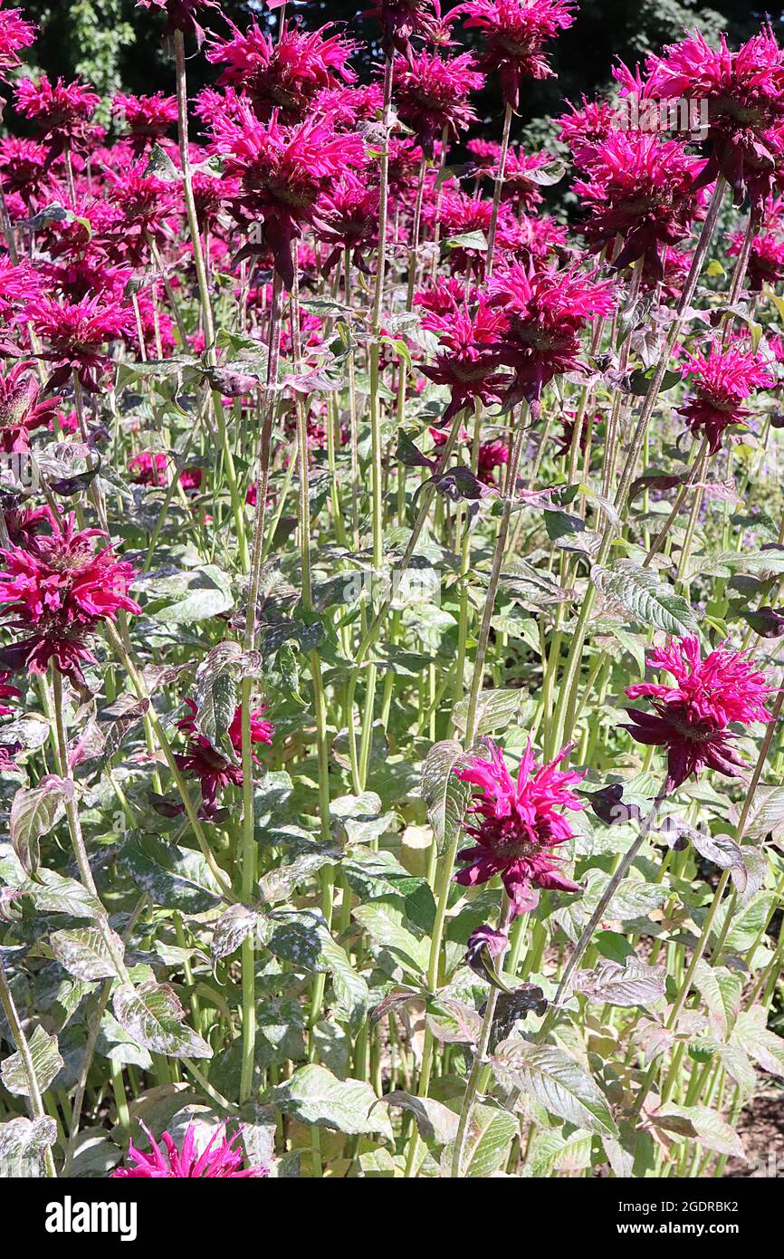 Monarda kardinal hi-res stock photography and images - Alamy