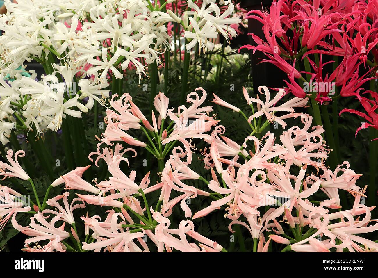Nerine bowdenii ‘Alba’ white flowers, Nerine bowdenii ‘Vesta’ light ...