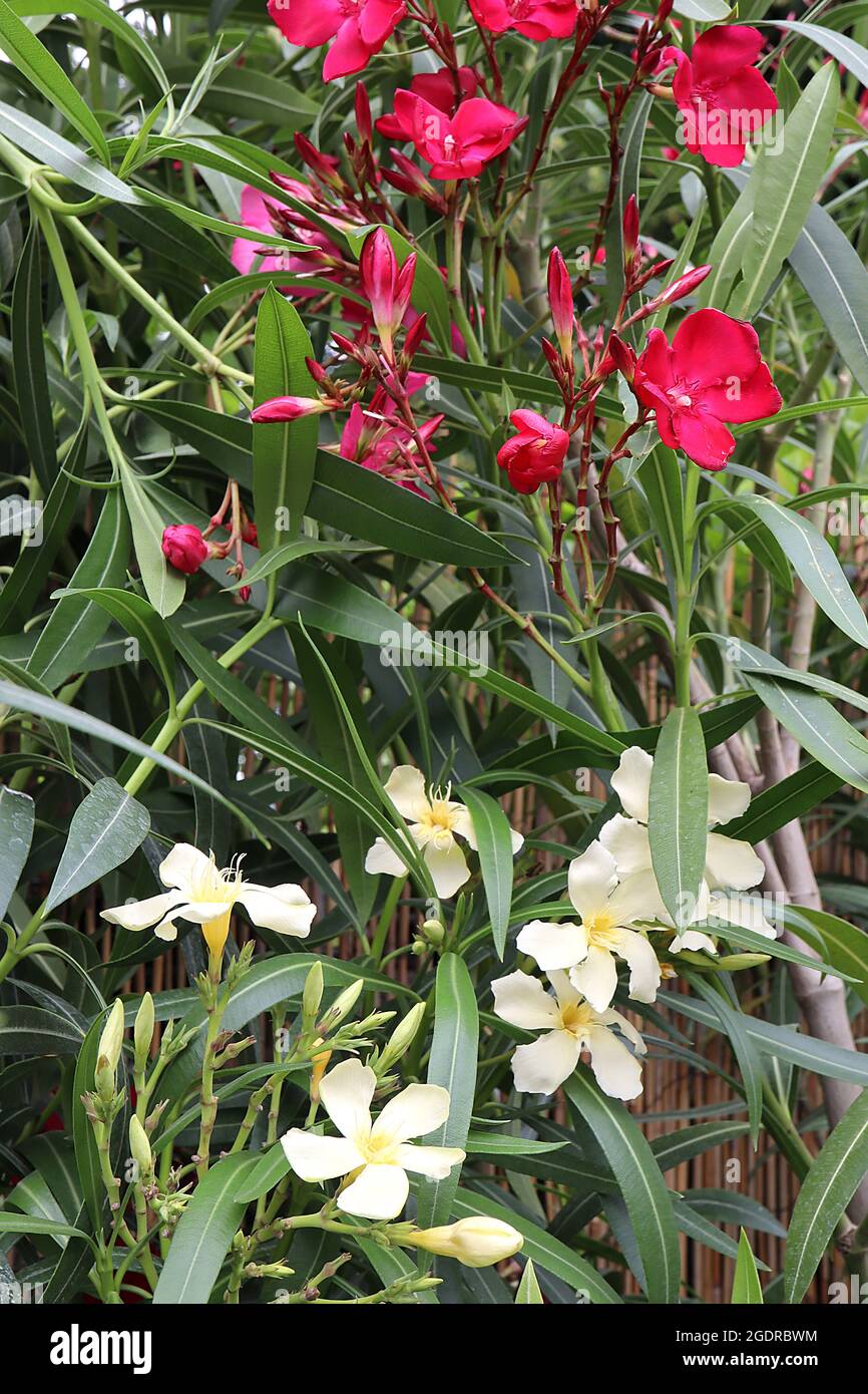 Nerium oleander cherry red hi-res stock photography and images - Alamy