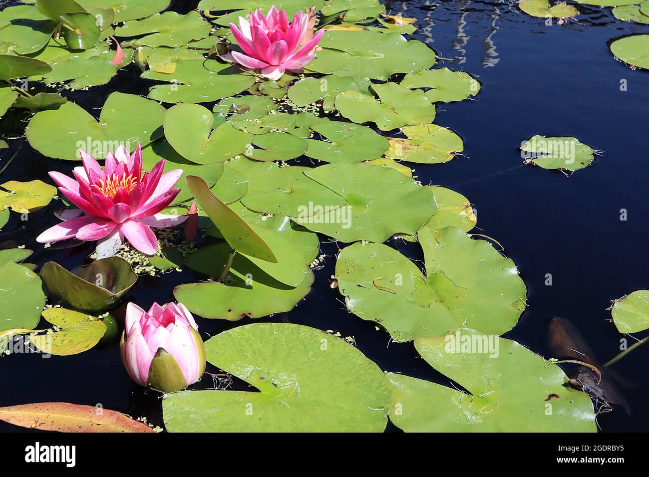Nymphaea masaniello hi-res stock photography and images - Alamy
