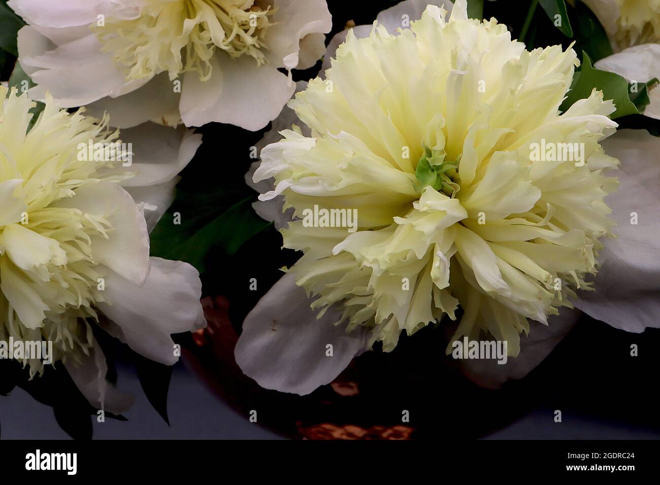 Paeonia lactiflora ‘Honey Gold’ Peony Honey Gold – large double flowers ...