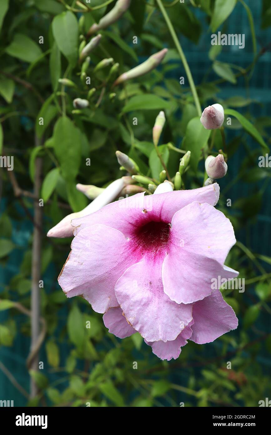 Pandorea jasminoides ‘Pink Supreme’ bower plant – small clusters of ...