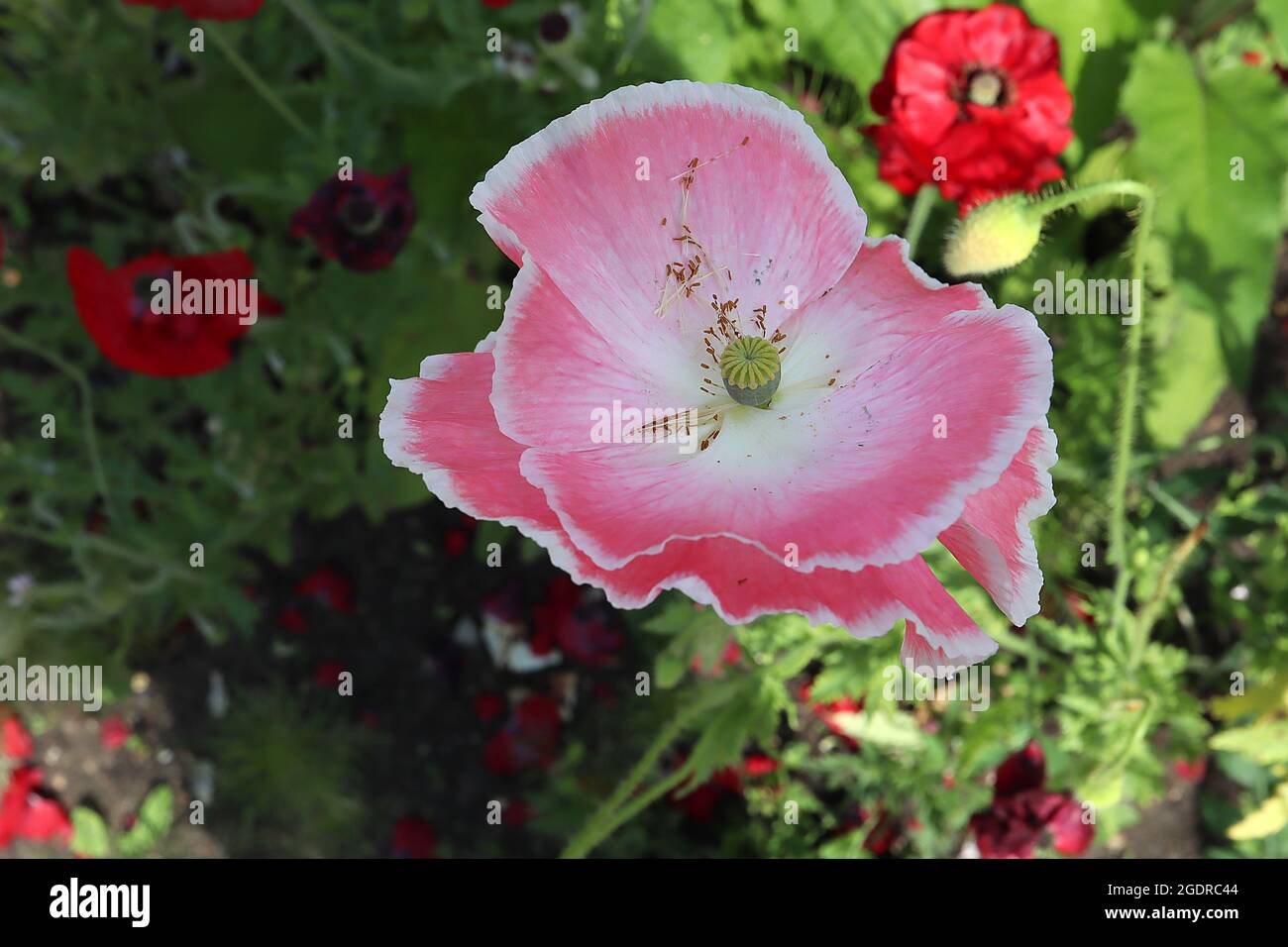 Papaver rhoeas Shirley Double Mixed corn poppy ‘Shirley Double Mixed ...