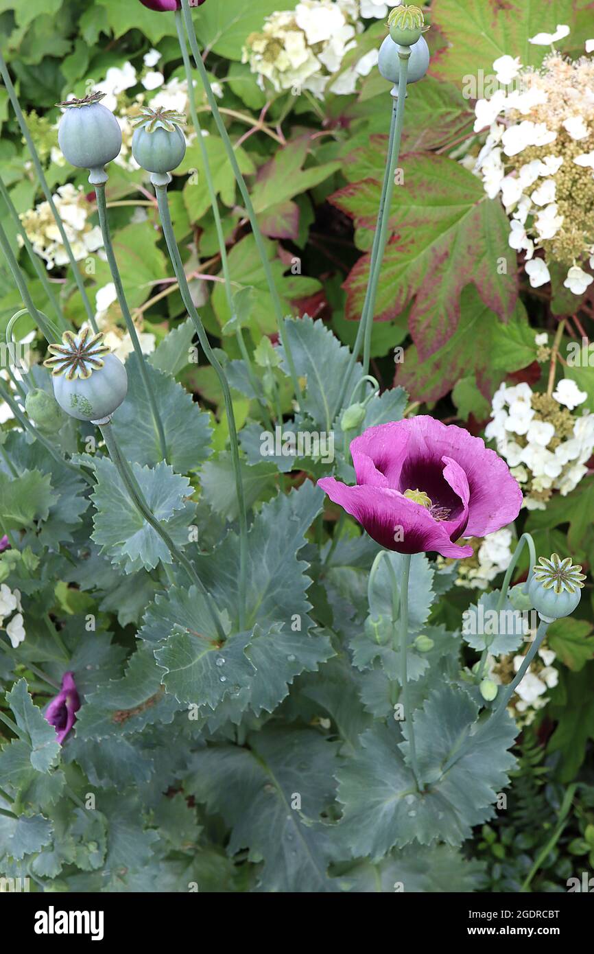 Papaver Somniferum Leaves