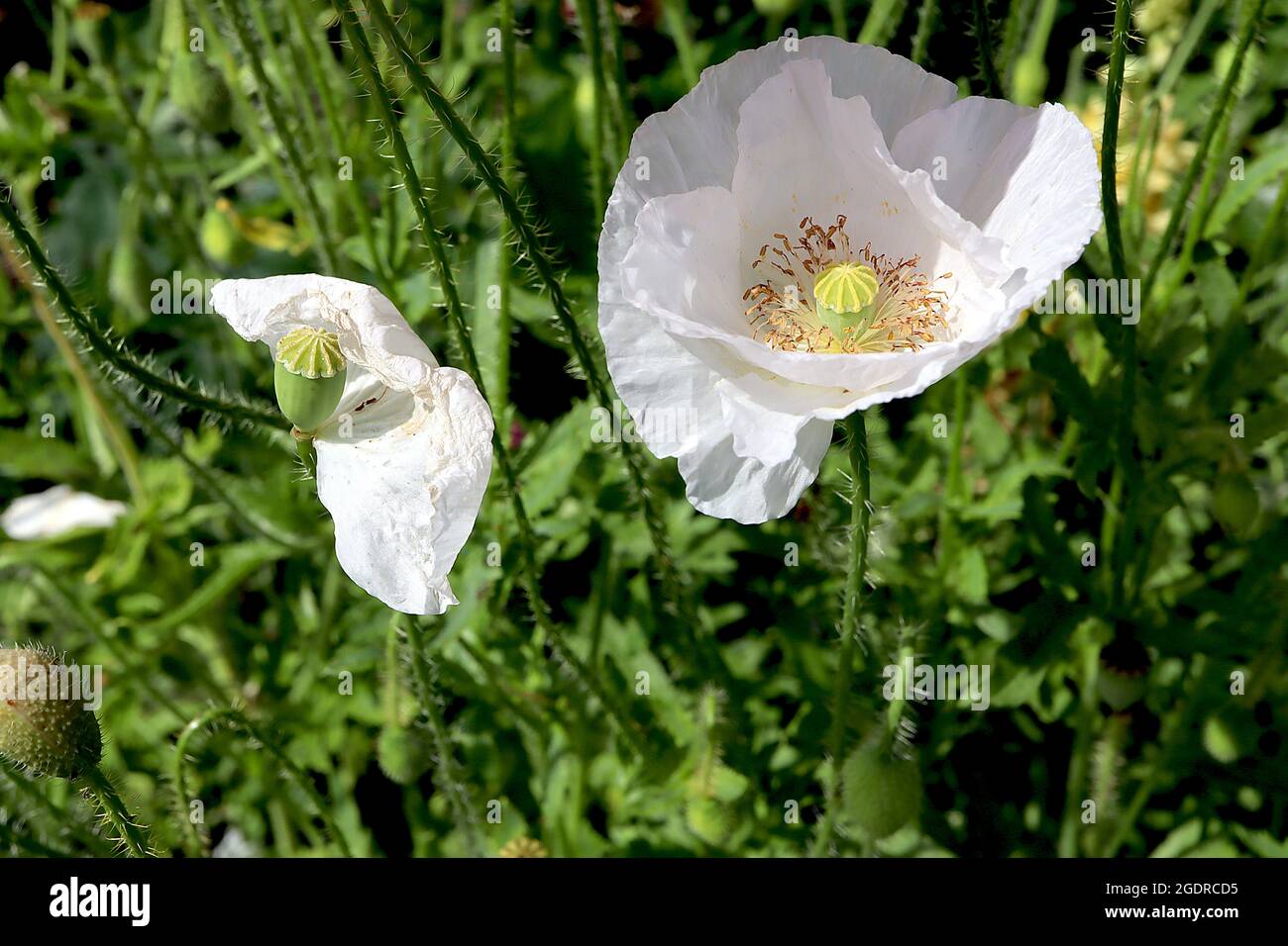 Papaver somniferum sissinghurst white hi-res stock photography and ...