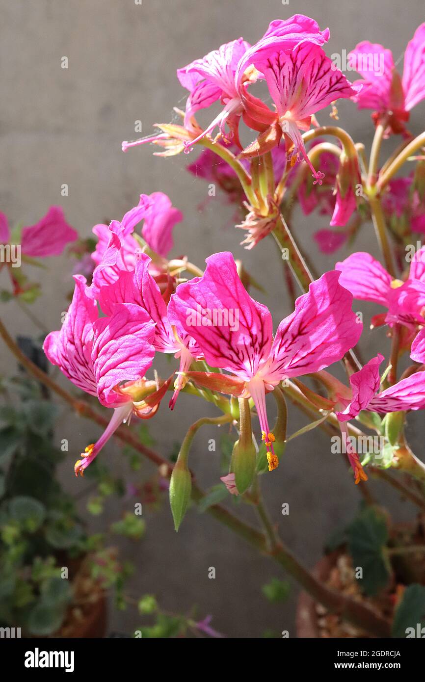 Pelargonium endlicherianum Deep pink flowers with crimson markings ...