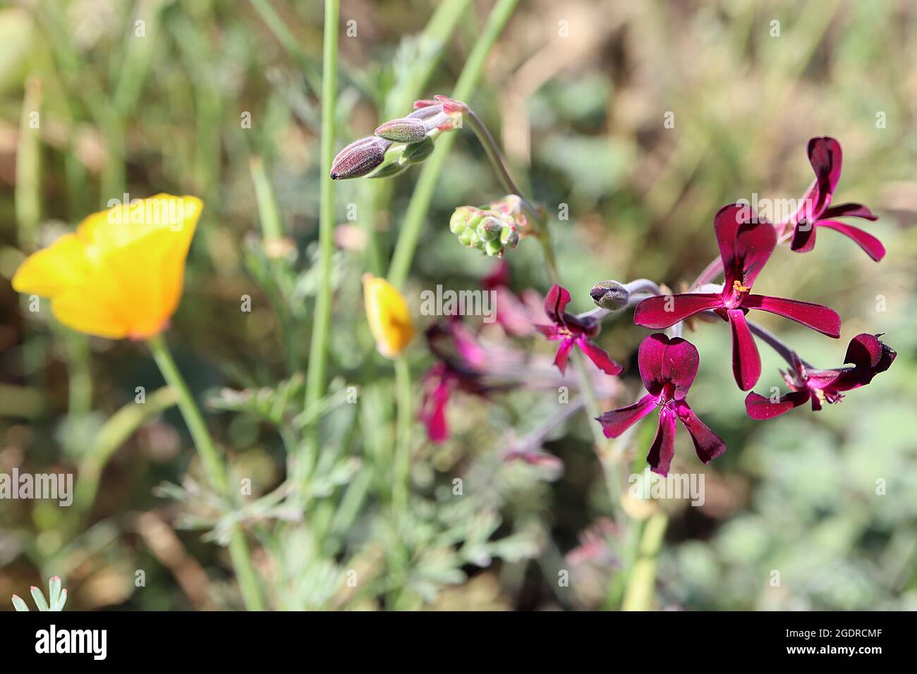 Pelargonium sidoides African geranium - small clusters of crimson red ...