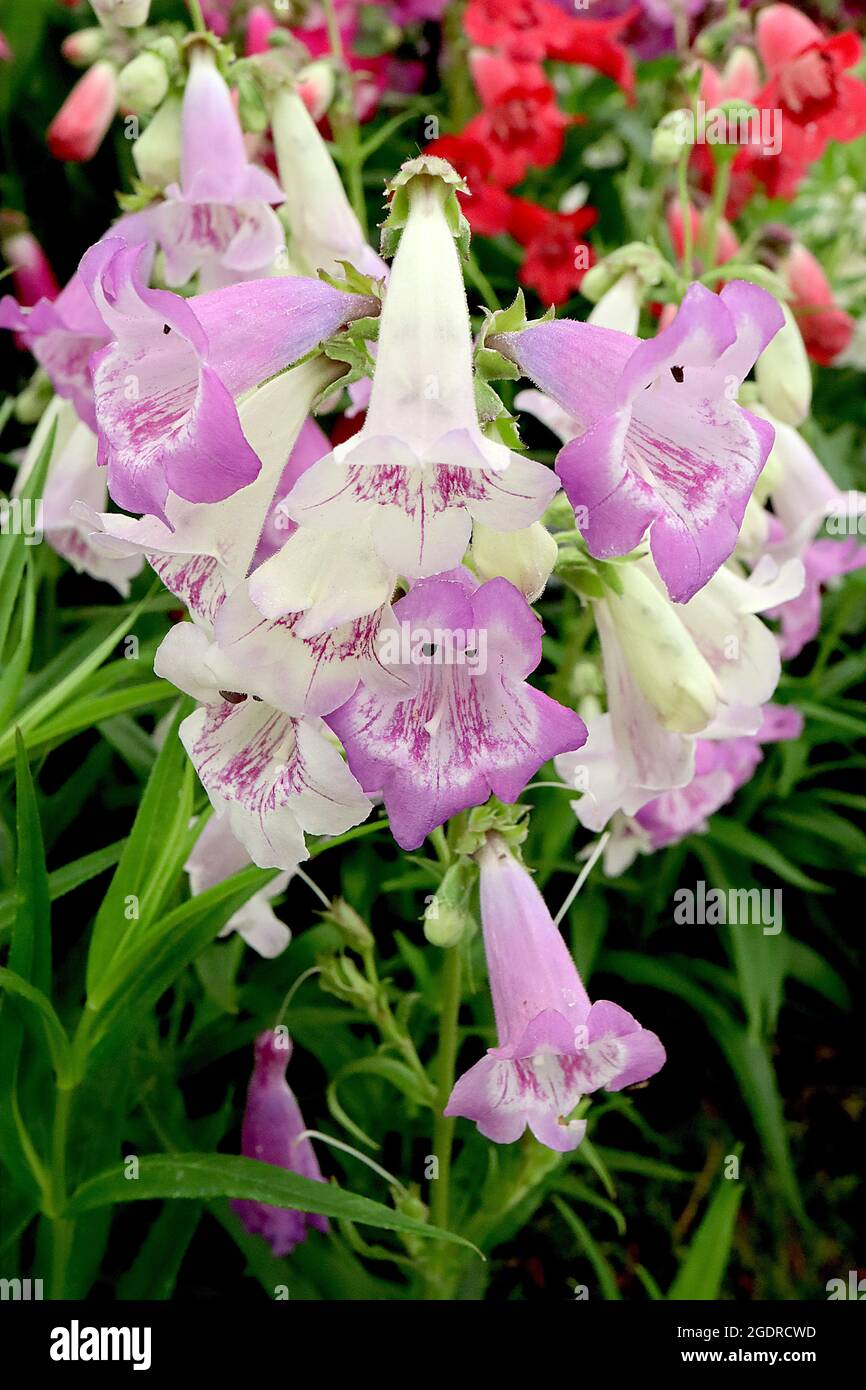 Penstemon ‘Froggery Cottage’ beardtongue Froggery Cottage - upright ...