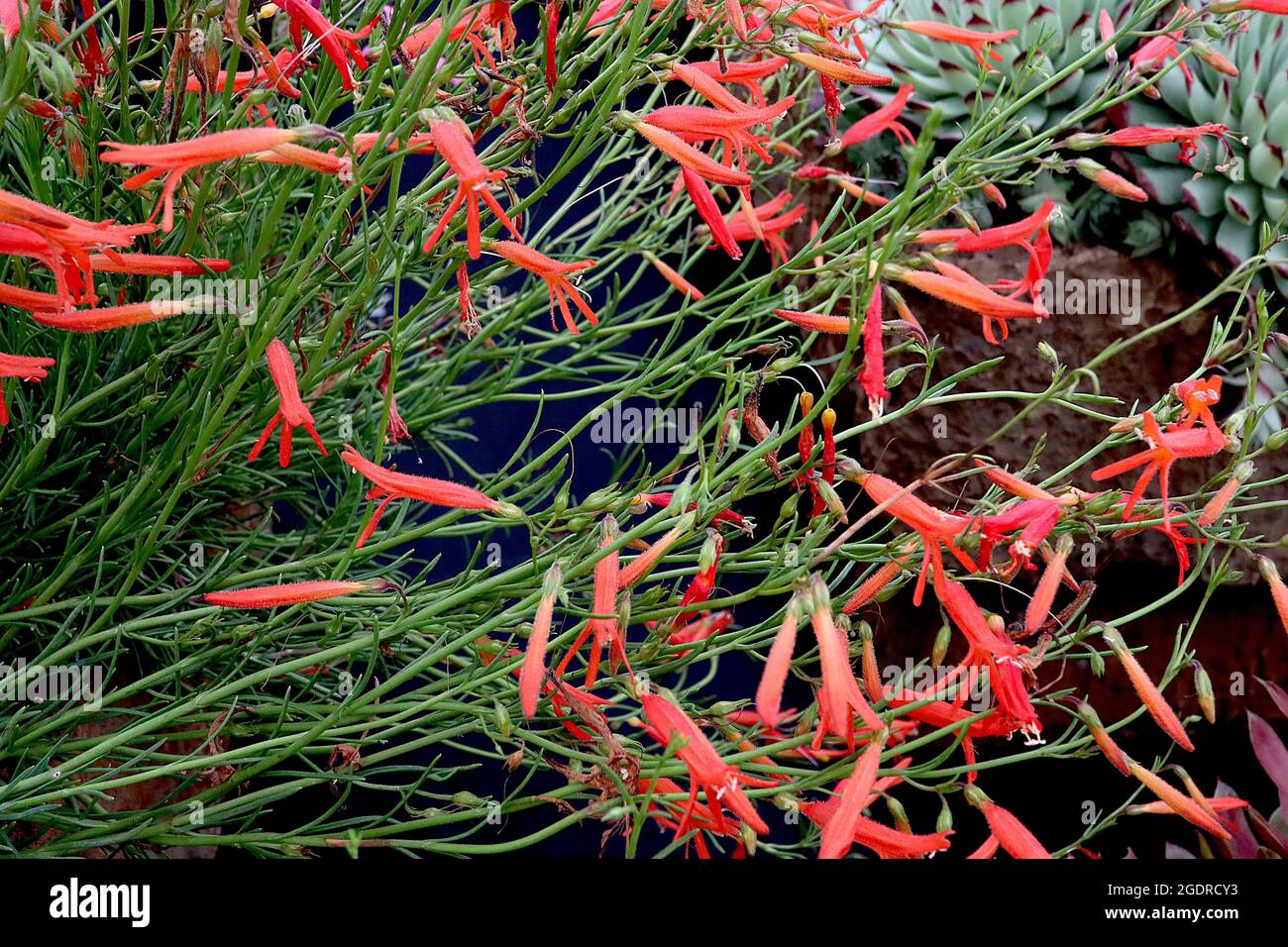 Penstemon pinifolius pine-leaved penstemon - arching panicles of ...