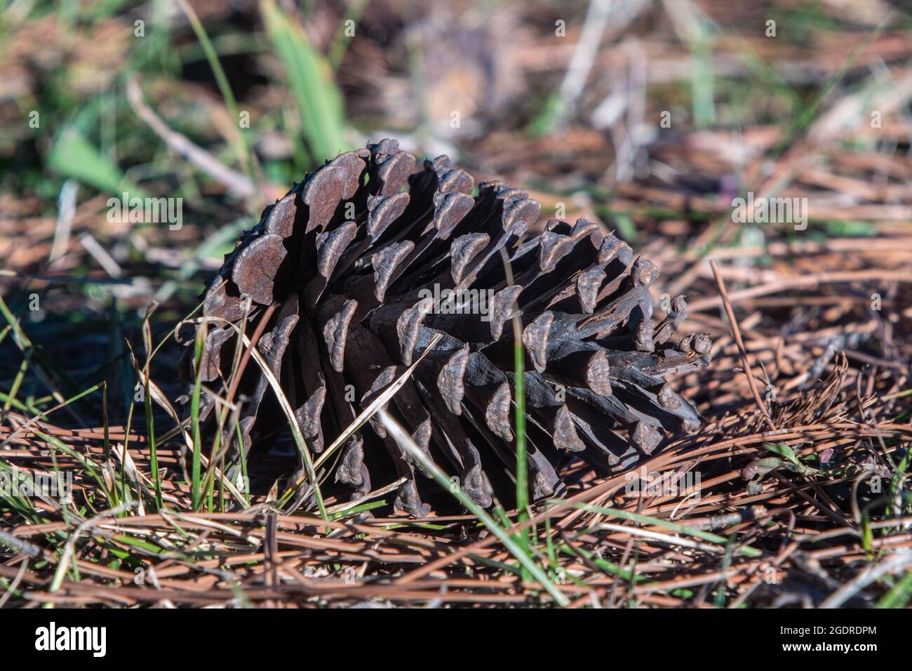 Closeup of a small pine cone on the ground surrounded by grass on a ...