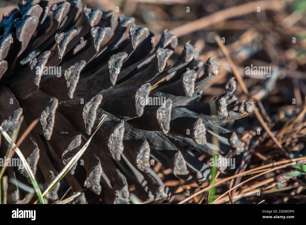 Closeup of a beautiful spiky pine cone on the ground surrounded by ...