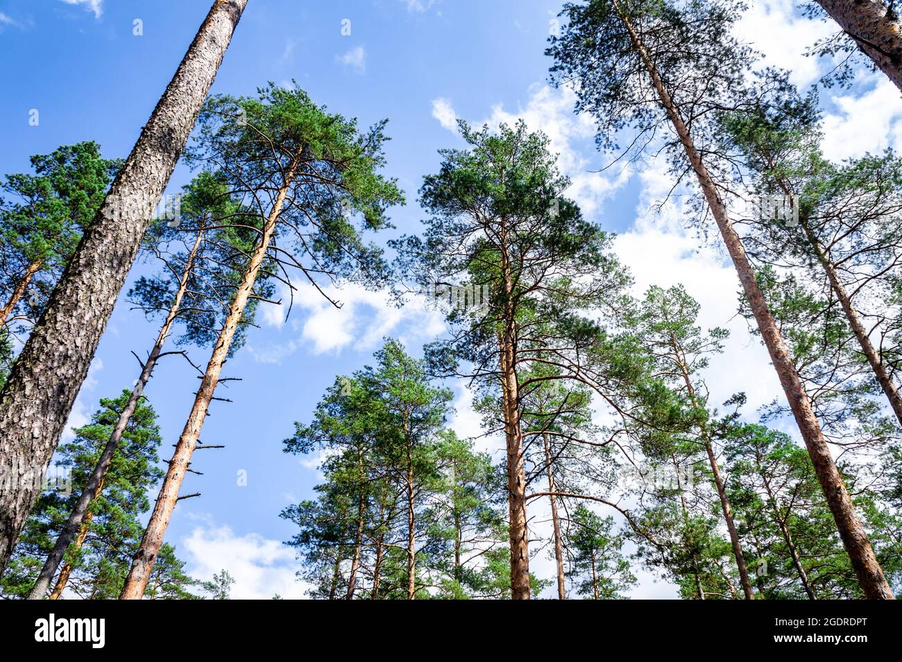 Scenic view of treetops in a forest on a sky background Stock Photo - Alamy