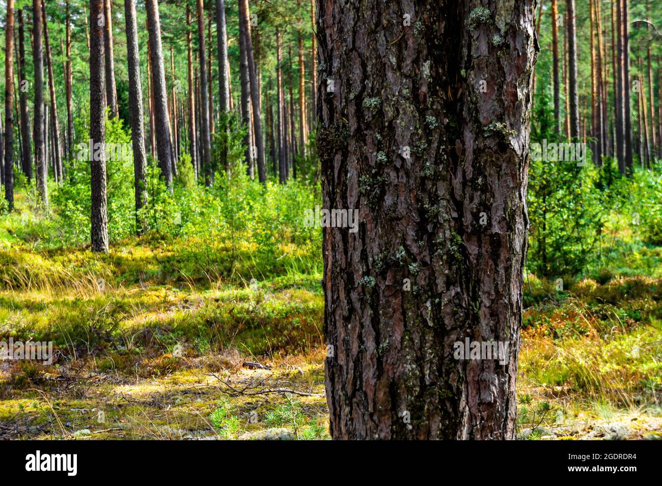 Closeup shot of a tree trunk ina forest Stock Photo - Alamy
