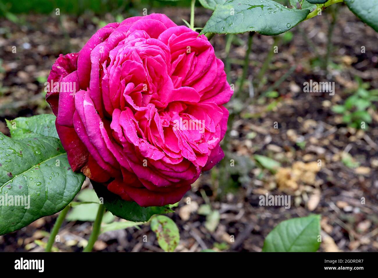 Munstead wood hi-res stock photography and images - Alamy