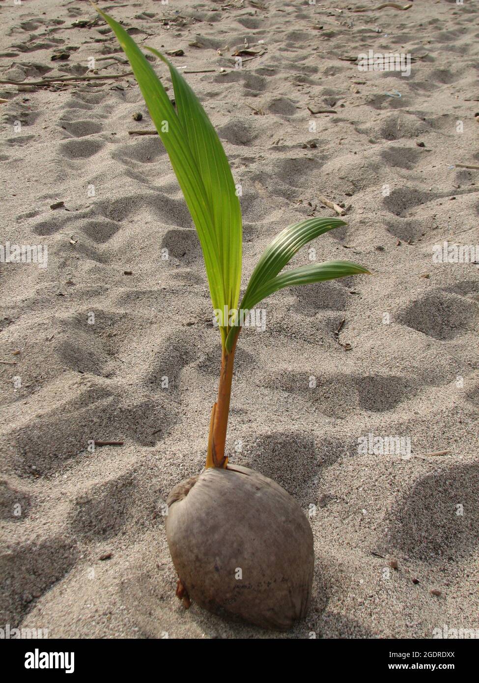 Vertical shot of a beautiful coconut sprout on the sand at a beach on a ...