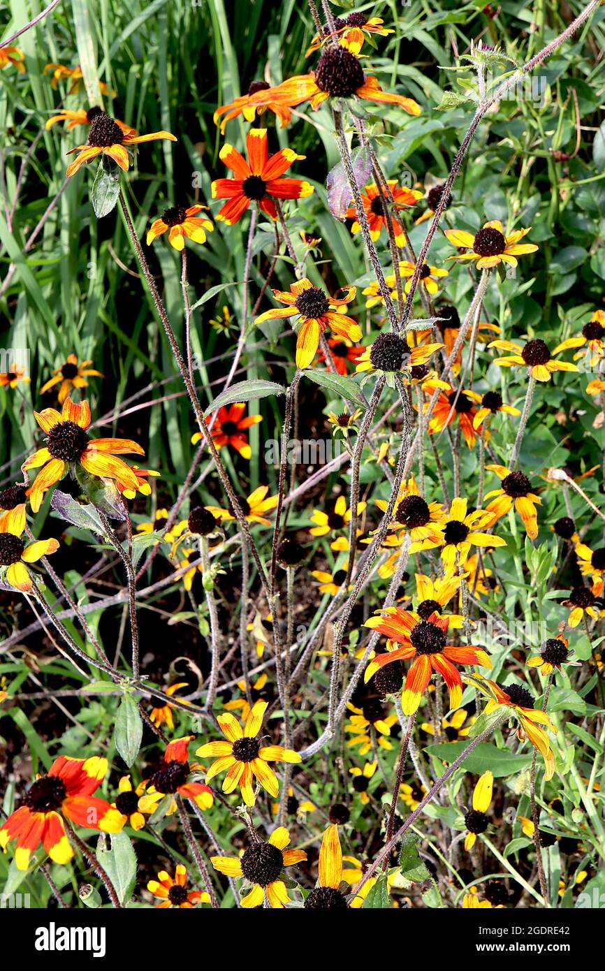 Downturned petals hi-res stock photography and images - Alamy