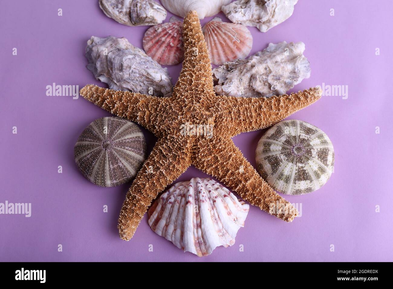 Sea souvenirs on purple background Stock Photo - Alamy