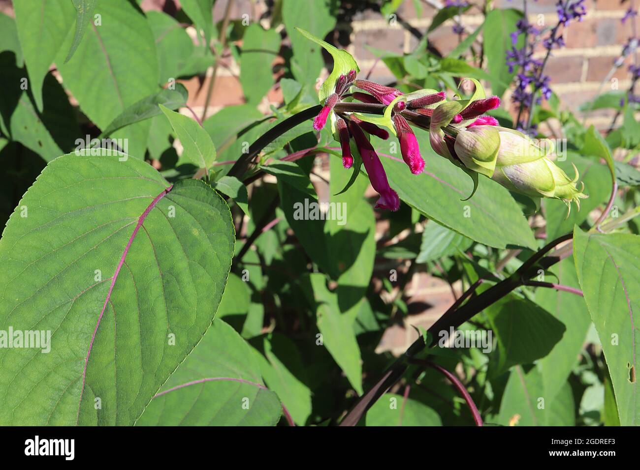 Salvia involucrata boutin hi-res stock photography and images - Alamy