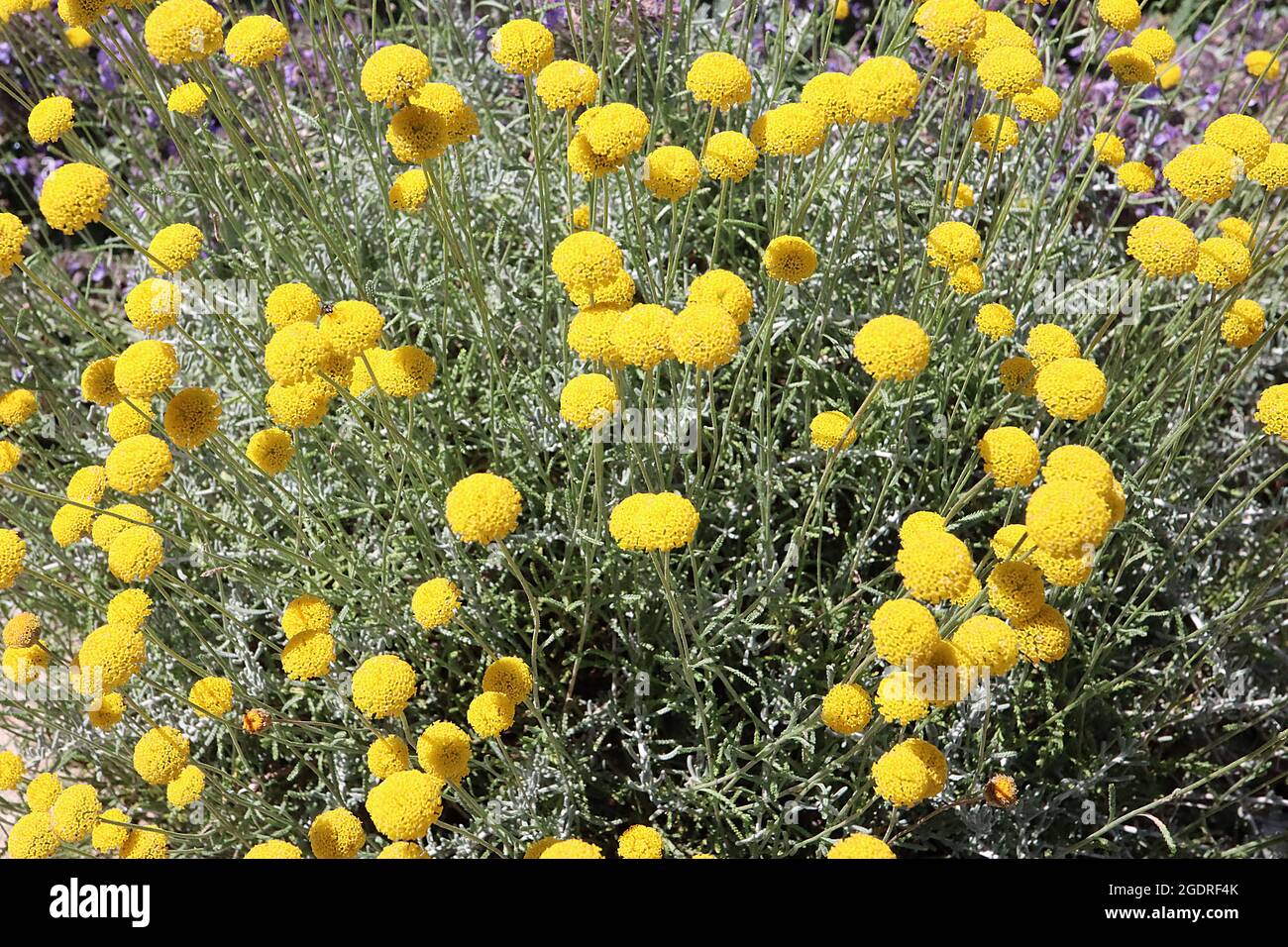 Lavender cotton santolina chamaecyparissus hi-res stock photography and ...