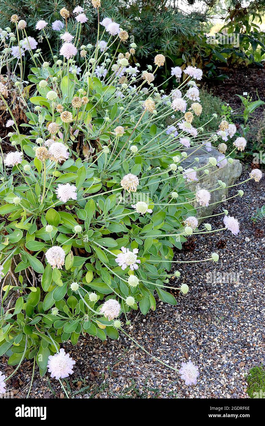 Pincushion Flower White