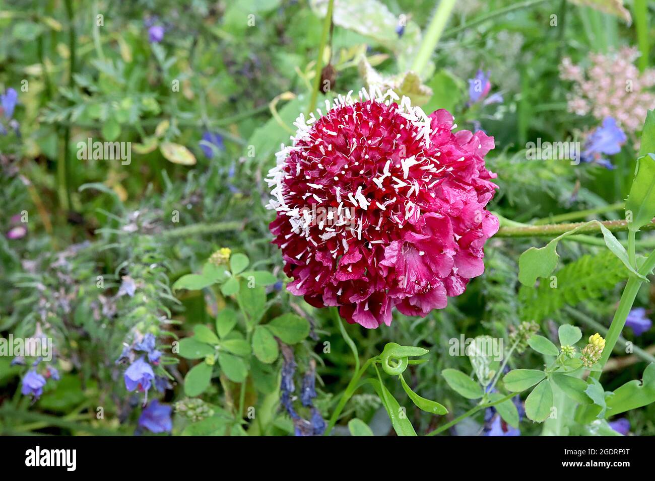 Scabiosa ‘Focal Scoop Hot Pink’ Scabious Hot Pink – large domed double ...