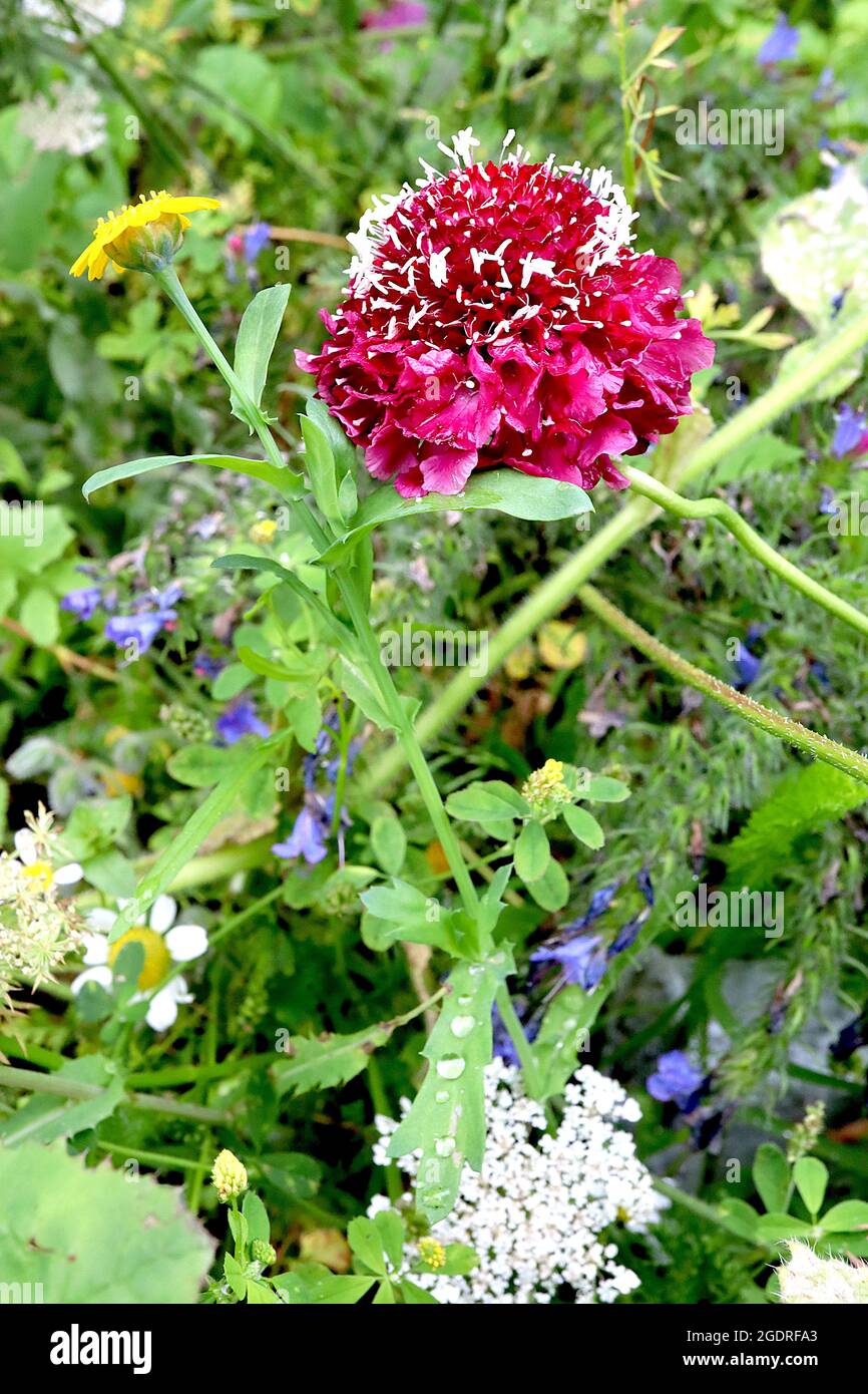 Scabiosa ‘Focal Scoop Hot Pink’ Scabious Hot Pink – large domed double ...