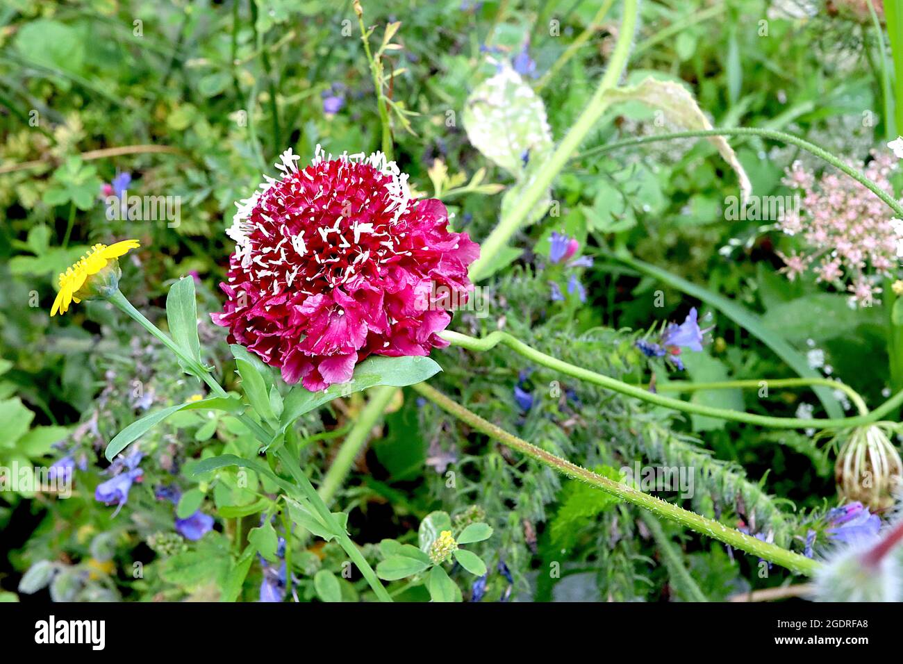 Cerise pink flowers hi-res stock photography and images - Alamy