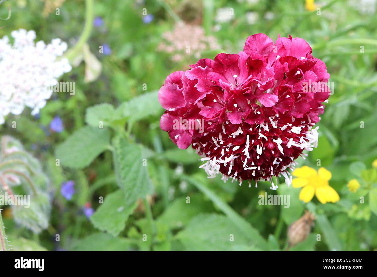 Scabiosa ‘Focal Scoop Hot Pink’ Scabious Hot Pink – large domed double ...