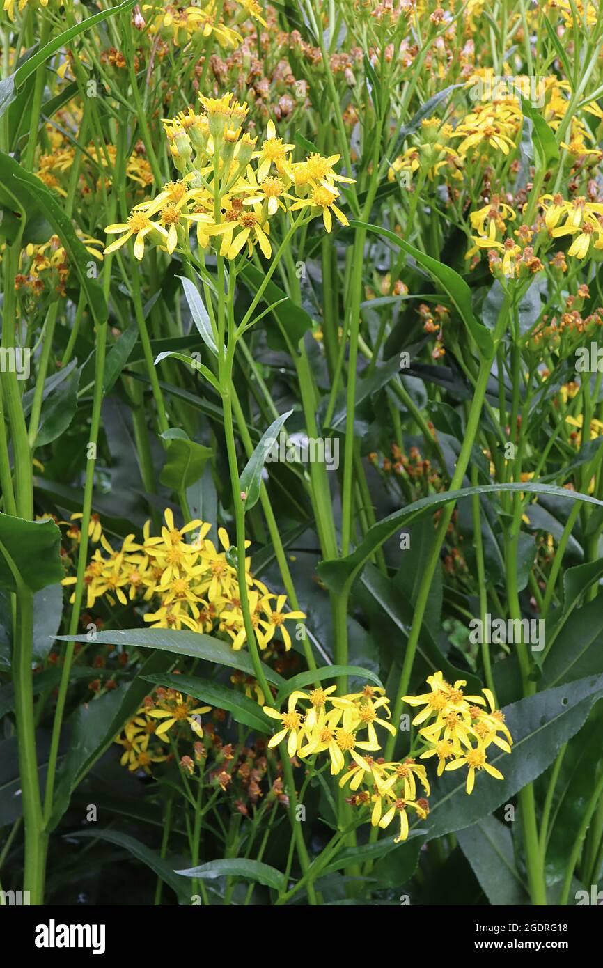 Senecio lanceus lance Senecio – clusters of yellow daisy-like flowers ...