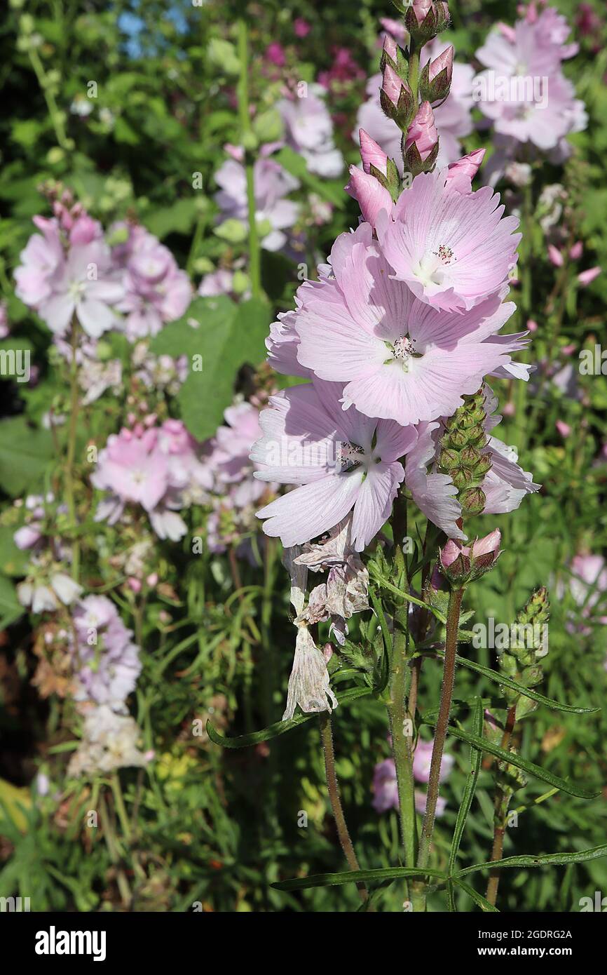 Pink prairie mallow flowers hi-res stock photography and images - Alamy