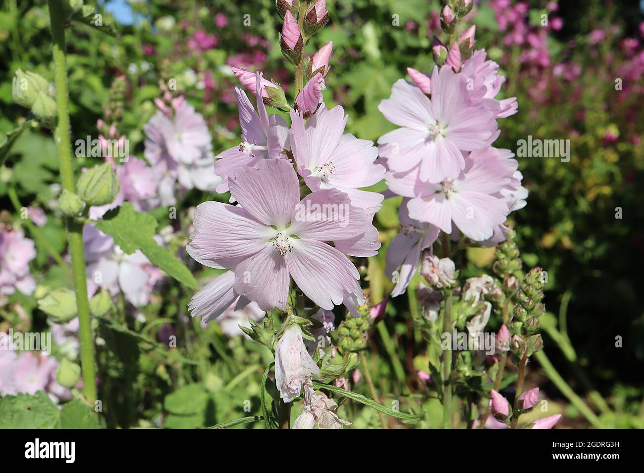 Sidalcea ‘Elsie Heugh’ prairie mallow Elsie Heugh – upright racemes of ...
