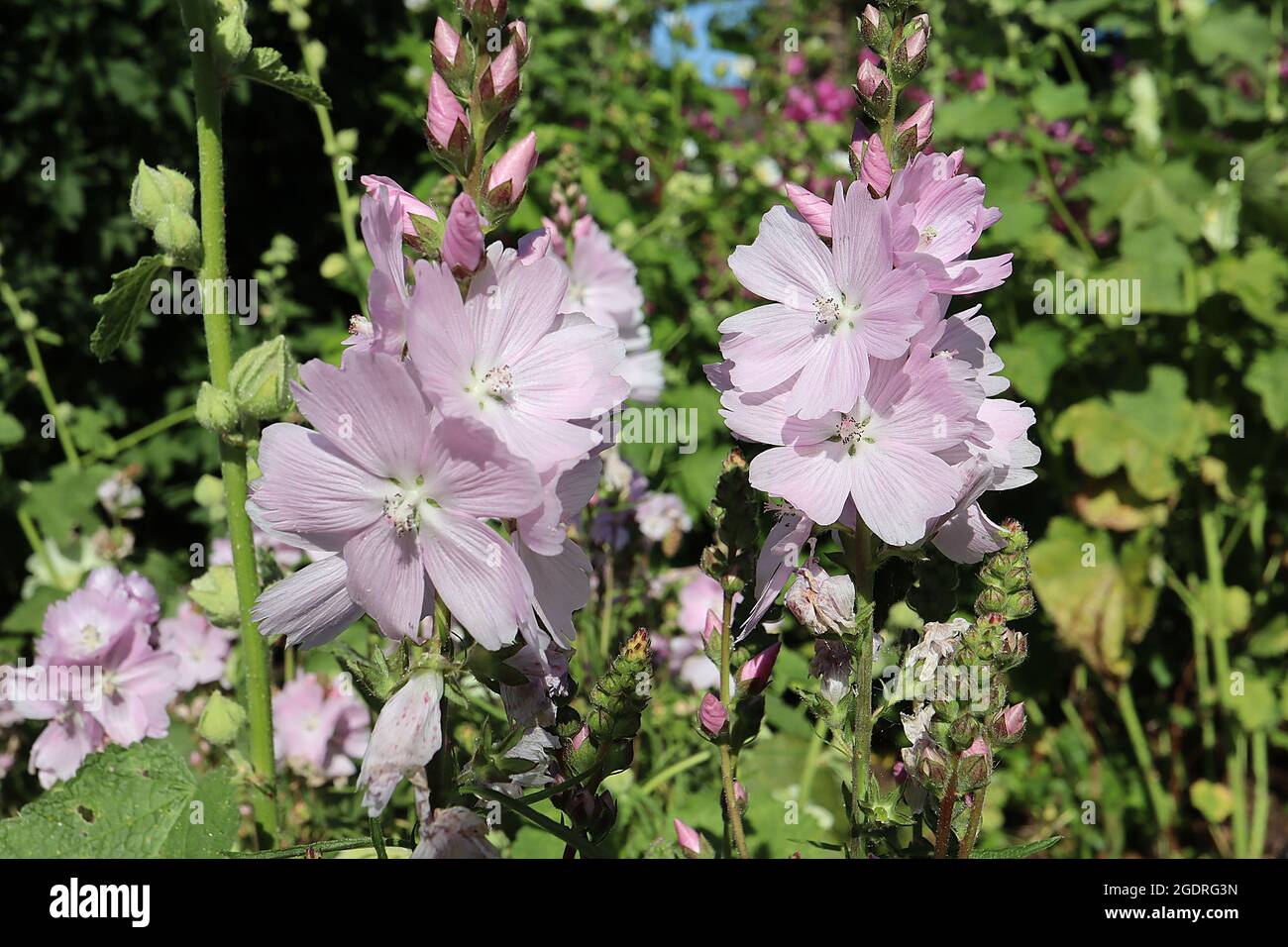 Sidalcea ‘Elsie Heugh’ prairie mallow Elsie Heugh – upright racemes of ...