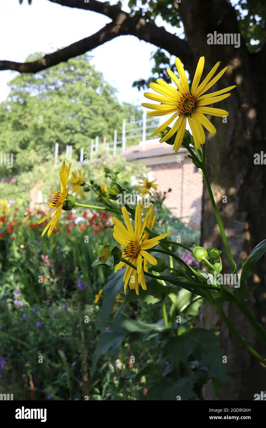 Silphium perfoliatum cup plant – yellow daisy-like flowers and large ...