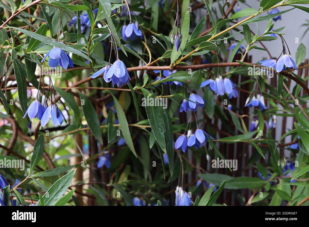 Sollya / Billardiera heterophylla bluebell creeper – pendulous stalked ...