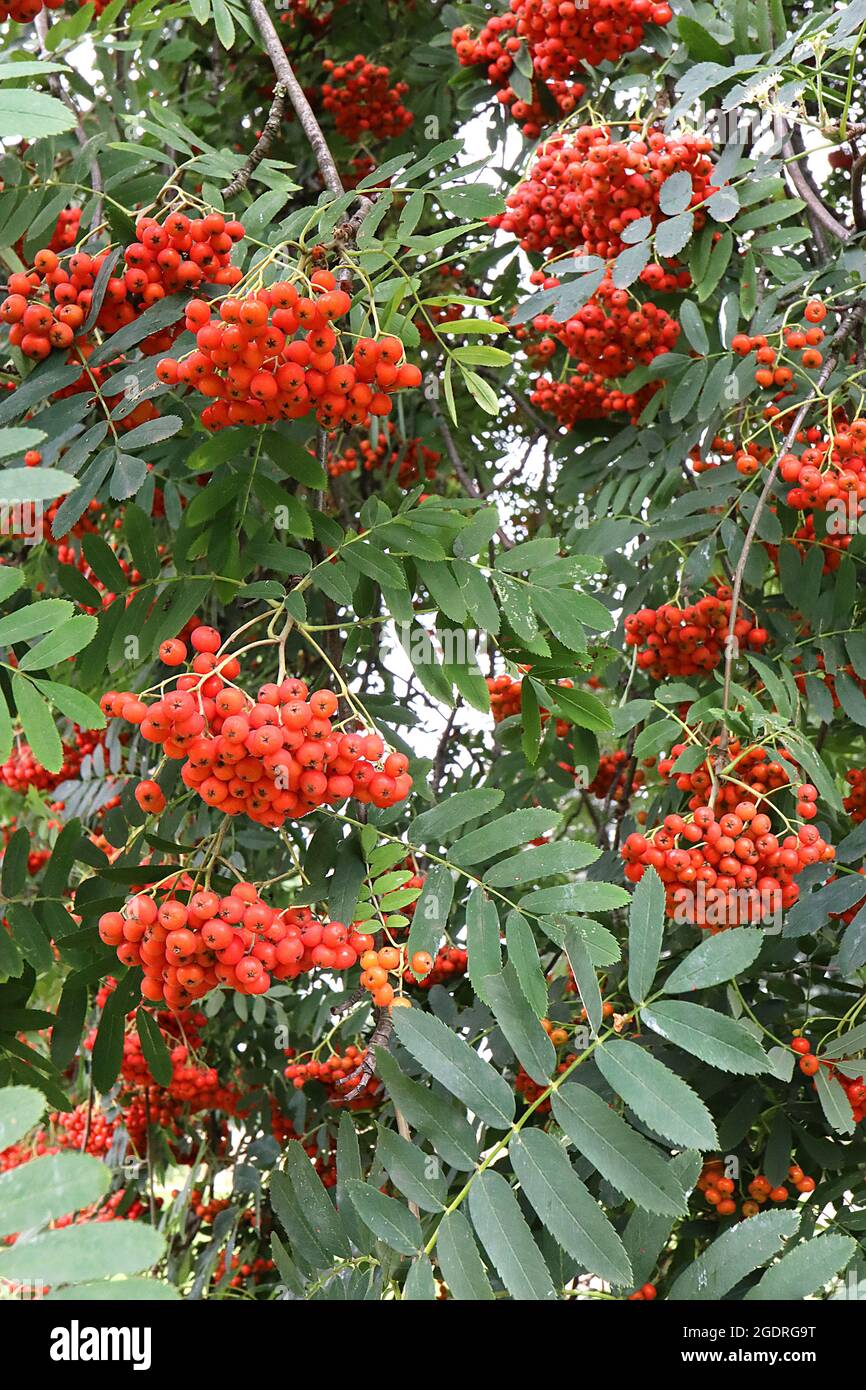 Clusters of berries hi-res stock photography and images - Alamy