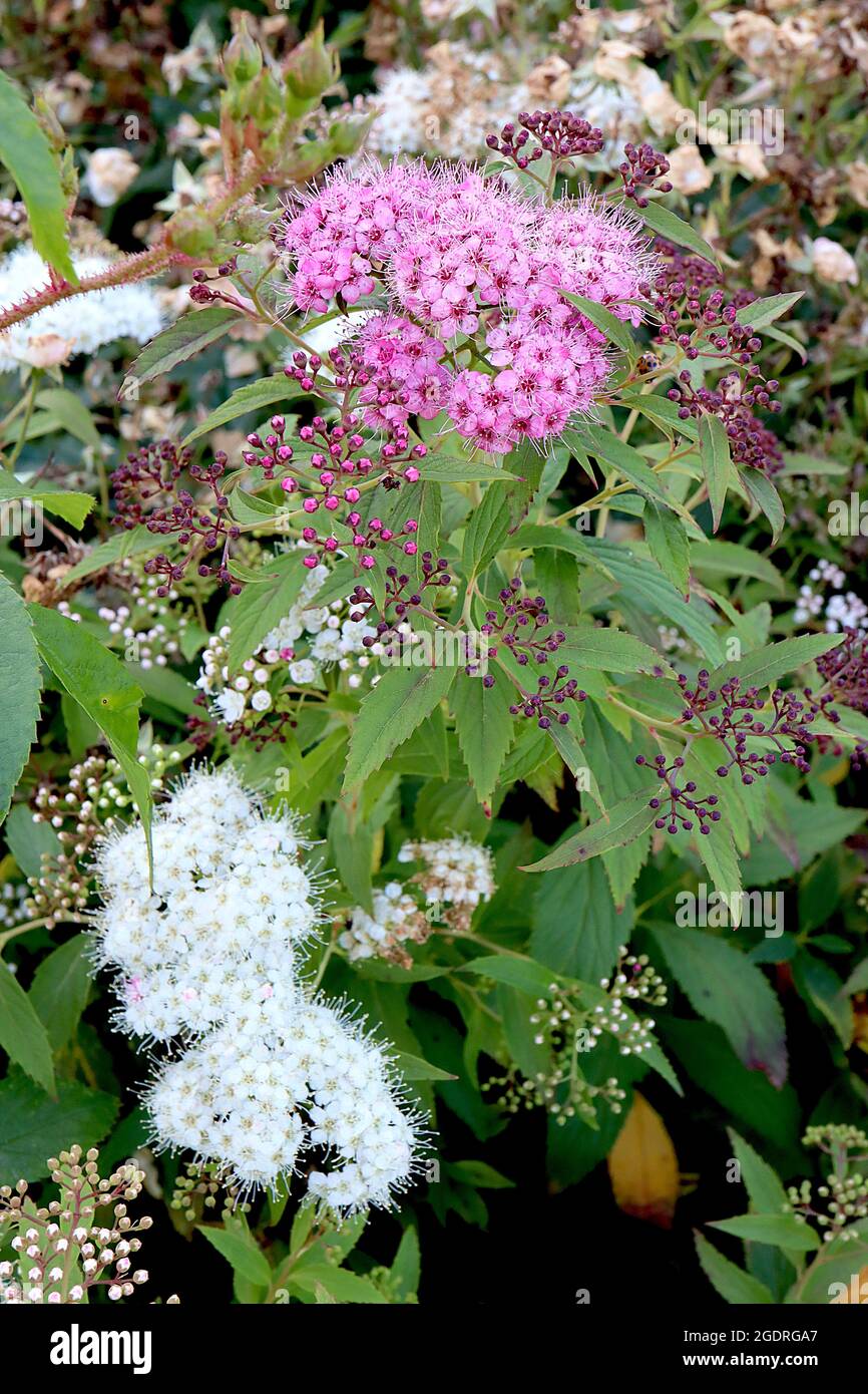 Spiraea japonica ‘Shirobana’ or ‘Genpei’ Japanese spirea Shirobana ...