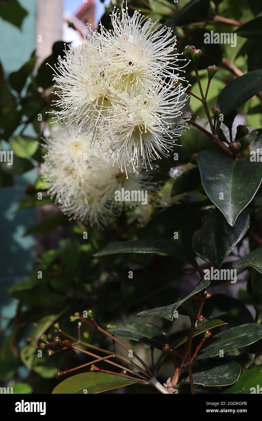 Syzigium paniculatum brush cherry –base ovate cream petals and multiple ...