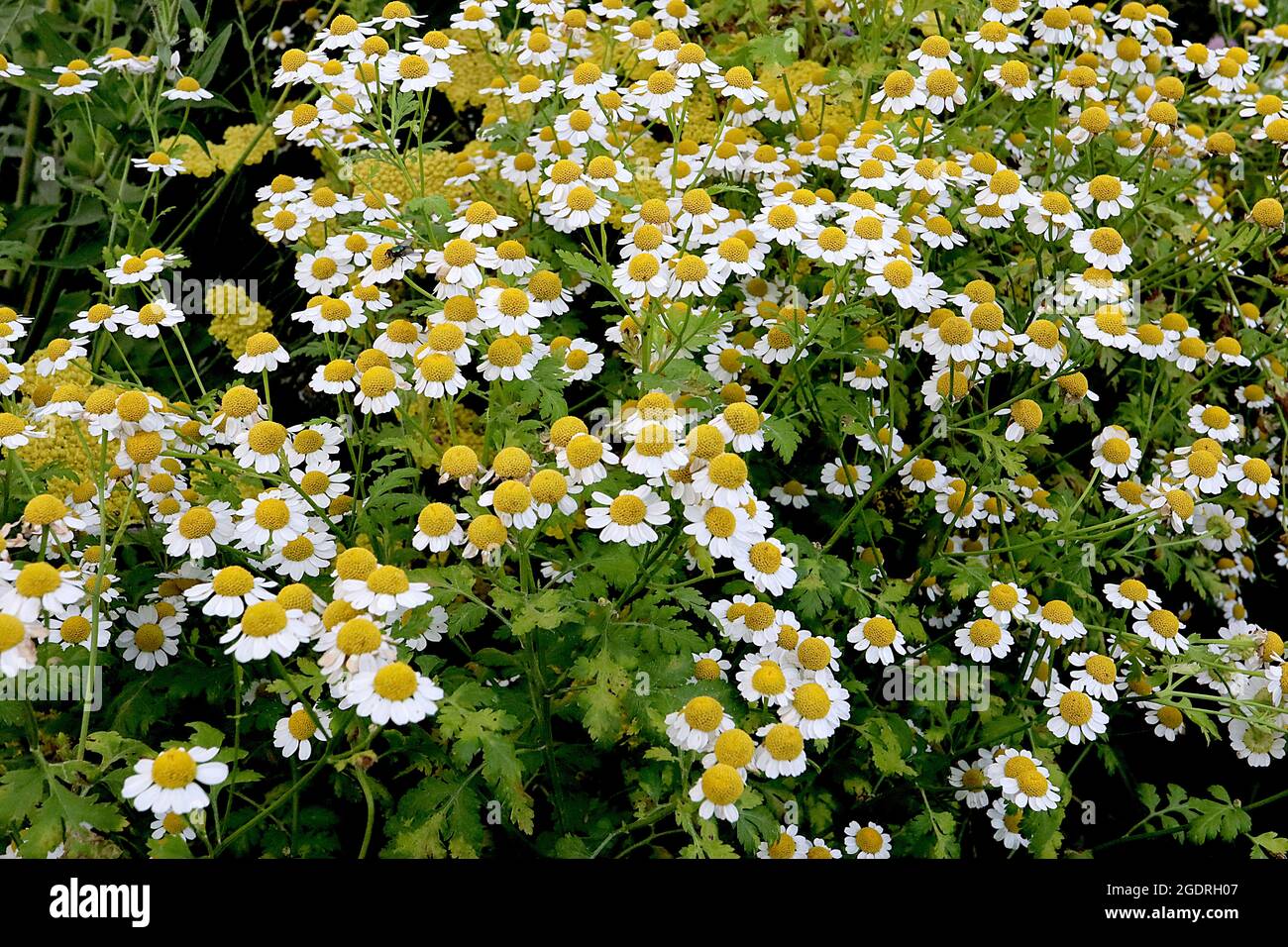Feverfew flowers tanacetum parthenium in hi-res stock photography and ...