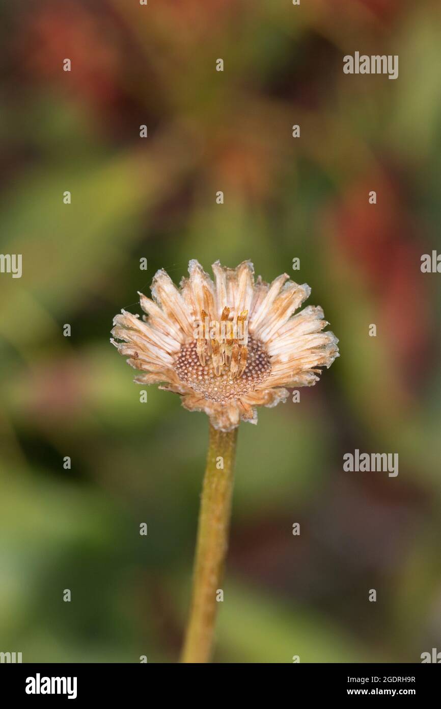 Dead daisy hi-res stock photography and images - Alamy