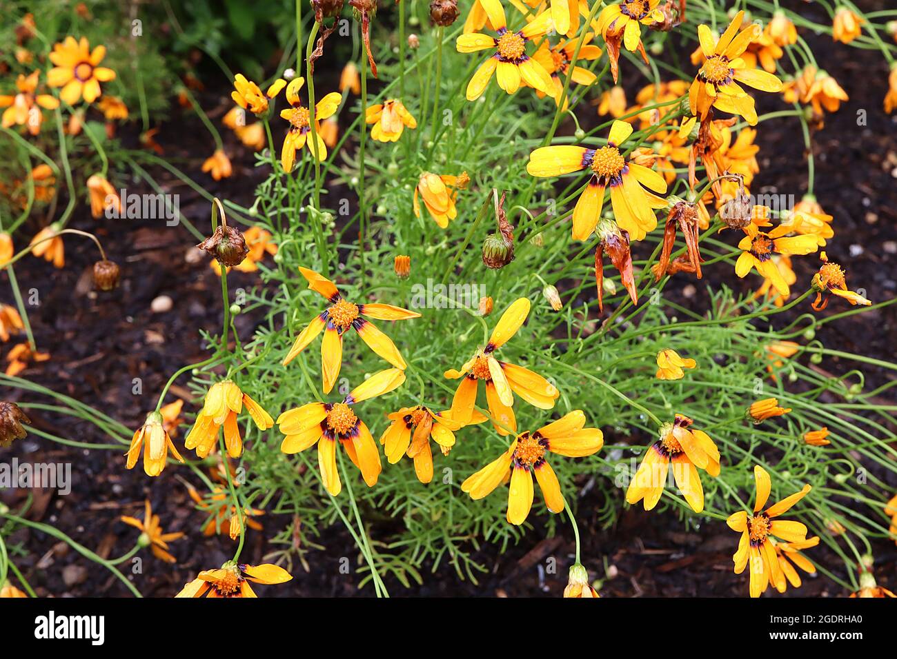 Jewel of the veldt solar fire hi-res stock photography and images - Alamy
