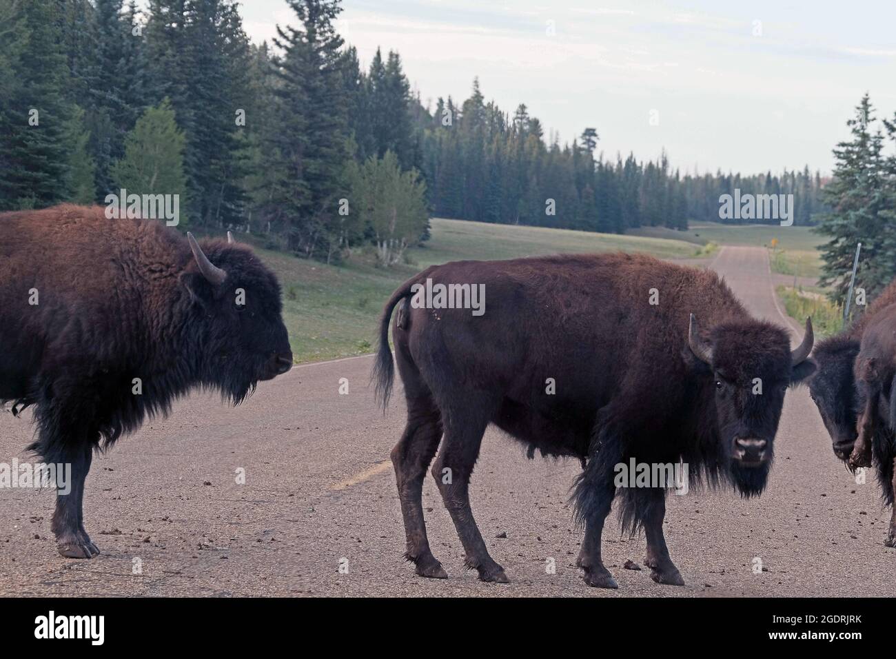 Grand Canyon, Arizona, USA. 10th Aug, 2021. Bison crossing the road at ...