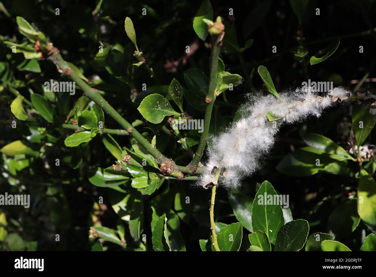 Salix cinerea grey willow - fallen fluffy cotton-like seed heads of ...